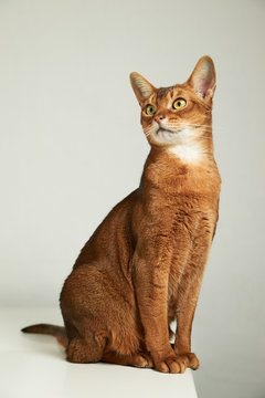 รูปภาพAbyssinian – เลือกดูภาพถ่ายสต็อก เวกเตอร์ และวิดีโอ14,135 | Adobe ...