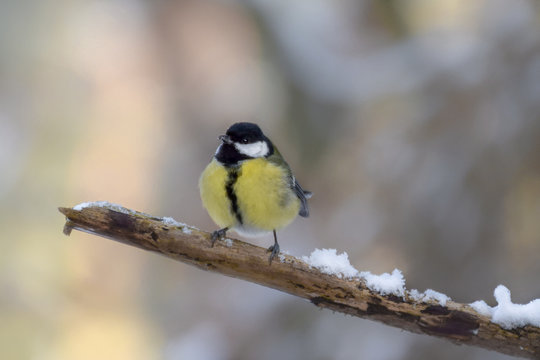 Titbird Images – Browse 43 Stock Photos, Vectors, and Video | Adobe Stock