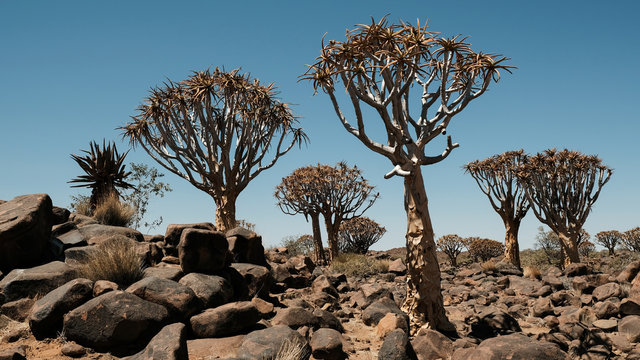 "Quiver Tree Forest" Images – Browse 1,562 Stock Photos, Vectors, and ...