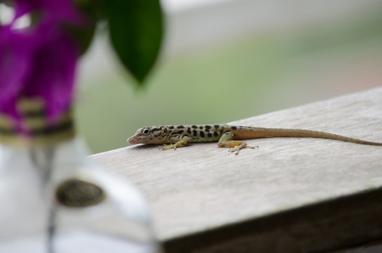 「Saban」の写真素材 | 265件の無料イラスト画像 | Adobe Stock