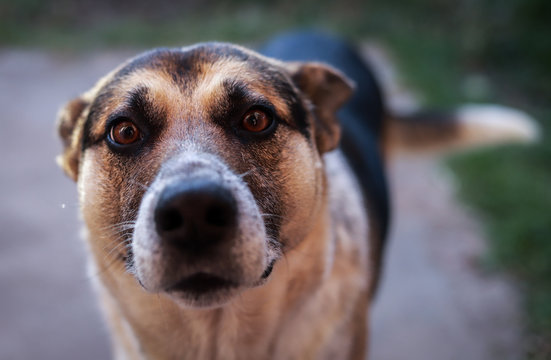 Imágenes de Perruno: descubre bancos de fotos, ilustraciones, vectores ...