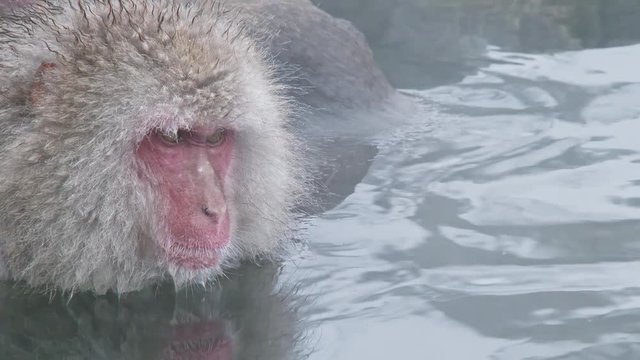 "Snow Monkey" Images – Browse 45,998 Stock Photos, Vectors, and Video ...