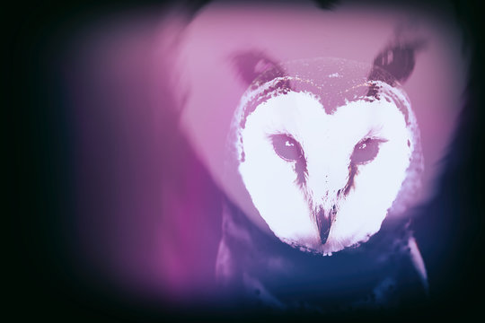 รูปภาพAfroaves – เลือกดูภาพถ่ายสต็อก เวกเตอร์ และวิดีโอ11 | Adobe Stock