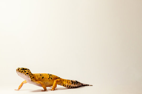 รูปภาพTraszka – เลือกดูภาพถ่ายสต็อก เวกเตอร์ และวิดีโอ62 | Adobe Stock