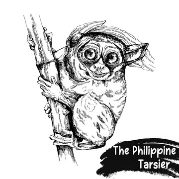 Philippine Tarsier Drawing