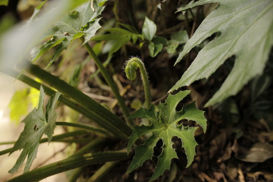 รูปภาพNaciendo – เลือกดูภาพถ่ายสต็อก เวกเตอร์ และวิดีโอ227 | Adobe Stock