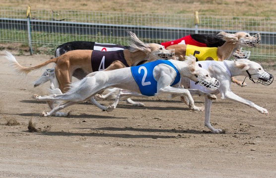 Racing Greyhound Images – Browse 6,591 Stock Photos, Vectors, and Video ...