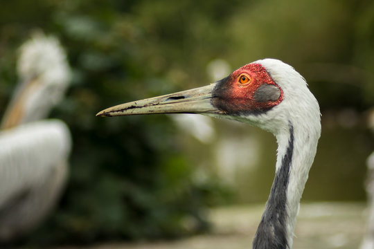 Kranich Images – Browse 7,705 Stock Photos, Vectors, and Video | Adobe ...