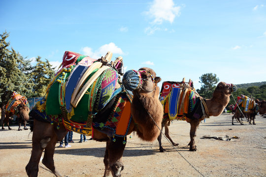 Deve Images – Browse 312 Stock Photos, Vectors, and Video | Adobe Stock