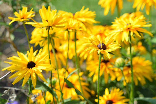 Imágenes de Susie: descubre bancos de fotos, ilustraciones, vectores y ...