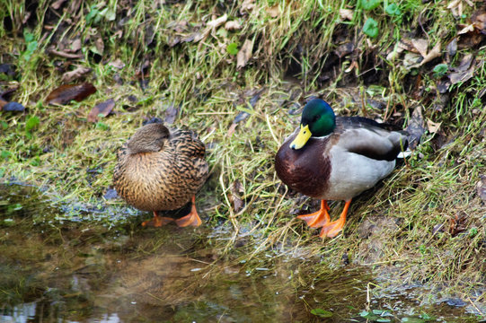 Quacken Bilder – Durchsuchen 97 Archivfotos, Vektorgrafiken und Videos ...