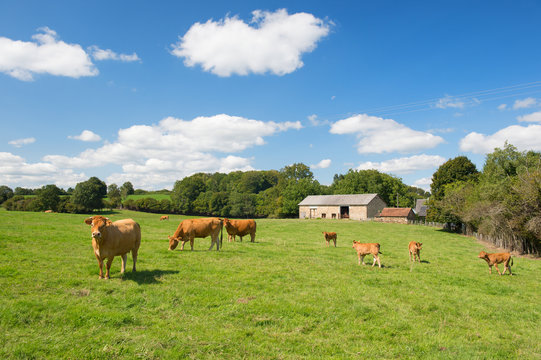 1,495,913 BEST Pastures IMAGES, STOCK PHOTOS & VECTORS | Adobe Stock