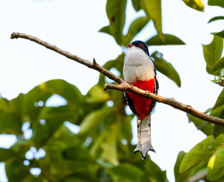 Tocororo Bilder – Durchsuchen 84 Archivfotos, Vektorgrafiken und Videos ...