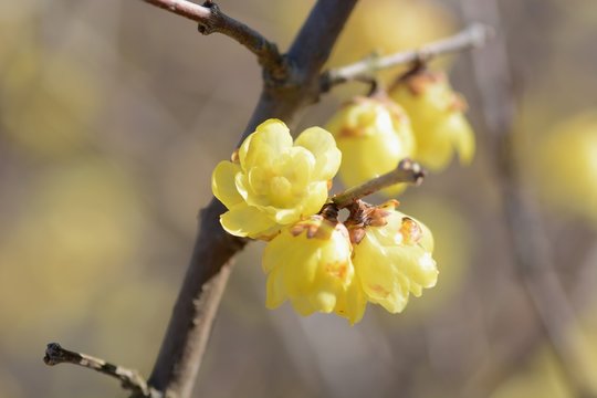 Wintersweet Images – Browse 4,449 Stock Photos, Vectors, and Video ...