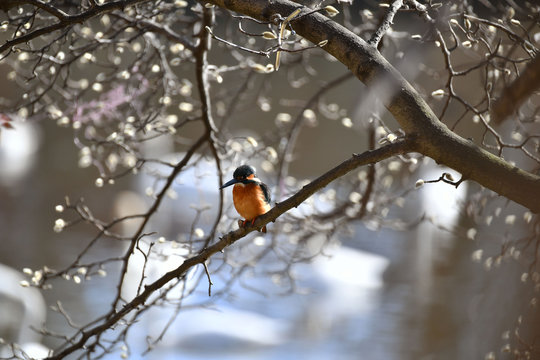Otterrute Bilder – Durchsuchen 103 Archivfotos, Vektorgrafiken und ...