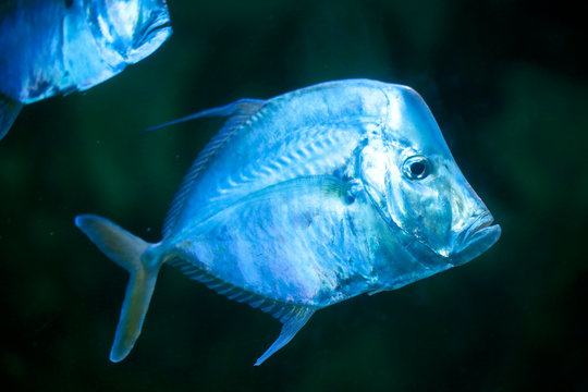 รูปภาพMeeresfisch – เลือกดูภาพถ่ายสต็อก เวกเตอร์ และวิดีโอ1,676 | Adobe ...