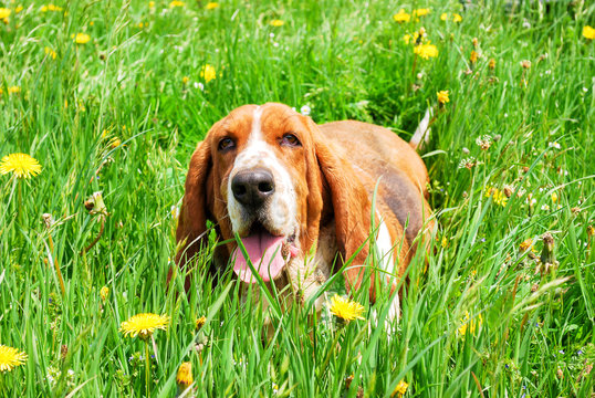 "Happy Basset" Images – Browse 28 Stock Photos, Vectors, and Video ...