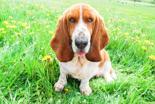 "Happy Basset" Images – Browse 28 Stock Photos, Vectors, and Video ...