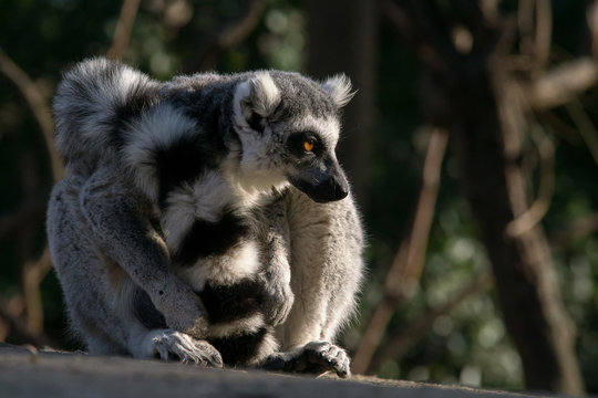รูปภาพAnillada – เลือกดูภาพถ่ายสต็อก เวกเตอร์ และวิดีโอ167 | Adobe Stock