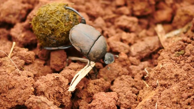 "Dung Ball"-Bilder: Stock-Fotos & -Videos. | Adobe Stock