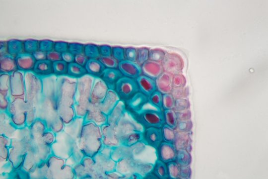 Microsection Images – Browse 46 Stock Photos, Vectors, and Video ...