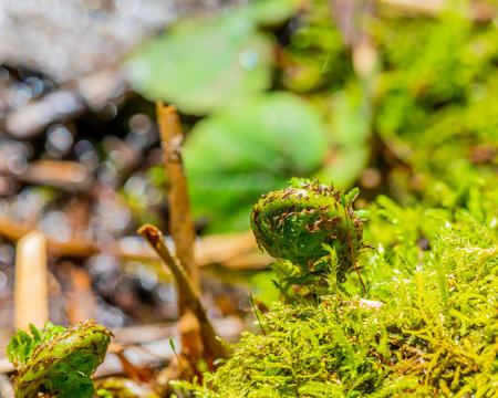 "Baby Fern"-Bilder: Stock-Fotos & -Videos. | Adobe Stock