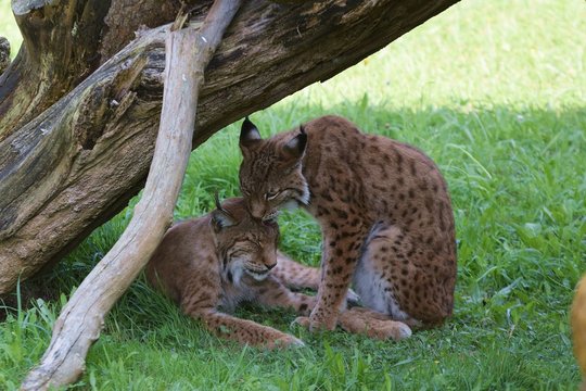 Linces Images – Browse 28 Stock Photos, Vectors, and Video | Adobe Stock