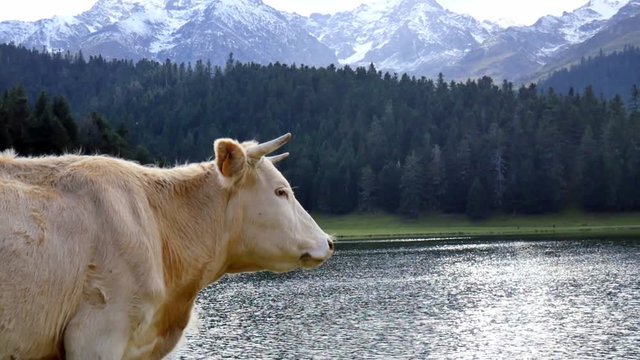 รูปภาพMatural – เลือกดูภาพถ่ายสต็อก เวกเตอร์ และวิดีโอ277 | Adobe Stock