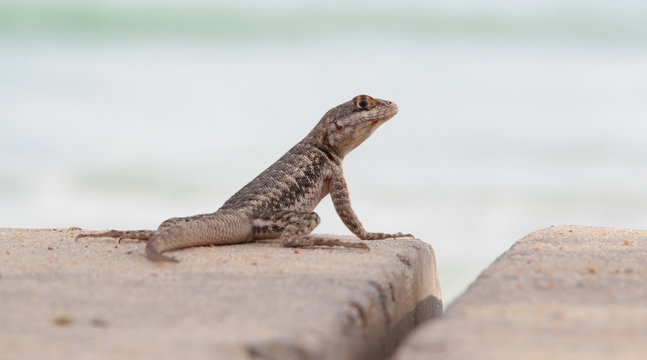 Calango Bilder – Durchsuchen 333 Archivfotos, Vektorgrafiken und Videos ...