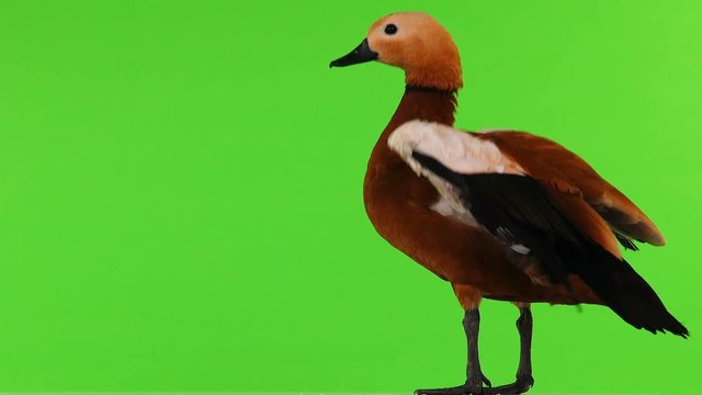 Ogar Images – Browse 418 Stock Photos, Vectors, and Video | Adobe Stock