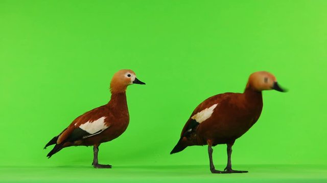 Ogar Images – Browse 418 Stock Photos, Vectors, and Video | Adobe Stock