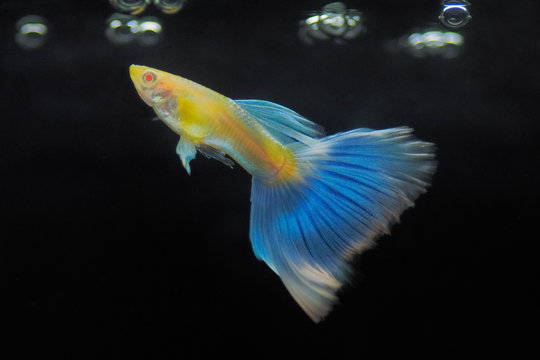 รูปภาพGuppies – เลือกดูภาพถ่ายสต็อก เวกเตอร์ และวิดีโอ6,979 | Adobe Stock