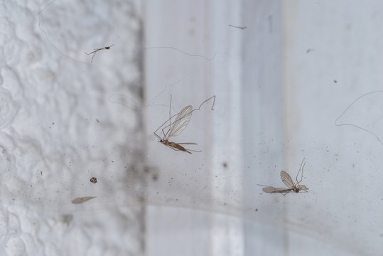 Schnacke Images – Browse 44 Stock Photos, Vectors, and Video | Adobe Stock