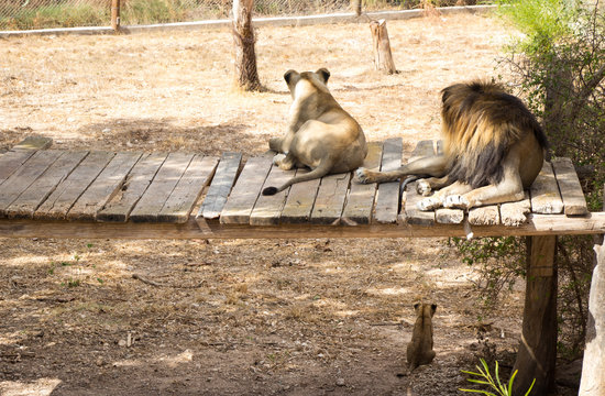 Lionees Images – Browse 529 Stock Photos, Vectors, and Video | Adobe Stock