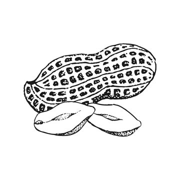 Peanut Line Drawing