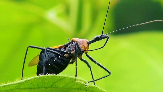 Cucujiformia Images – Browse 513 Stock Photos, Vectors, and Video ...