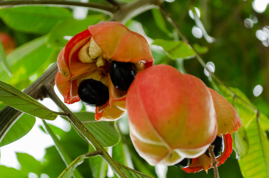 Ackee 이미지 – 찾아보기 549 스톡 사진, 벡터 및 비디오 | Adobe Stock