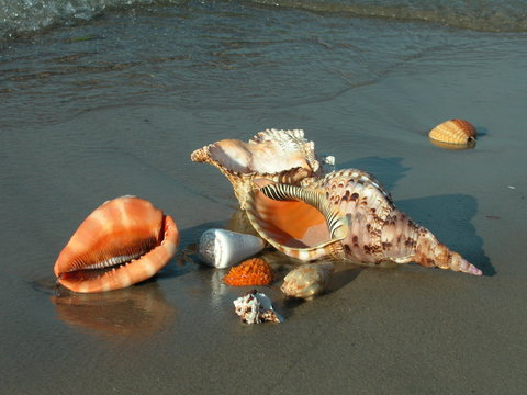 รูปภาพKoncha – เลือกดูภาพถ่ายสต็อก เวกเตอร์ และวิดีโอ168 | Adobe Stock