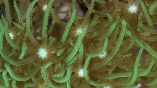 Pachyclavularia Images – Browse 37 Stock Photos, Vectors, and Video ...