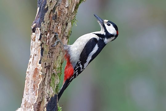 รูปภาพPiciformes – เลือกดูภาพถ่ายสต็อก เวกเตอร์ และวิดีโอ6,491 | Adobe ...