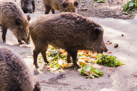 Jabalies Images – Browse 37 Stock Photos, Vectors, and Video | Adobe Stock