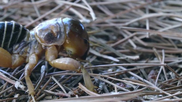 "Child Of The Earth"-Bilder: Stock-Fotos & -Videos. | Adobe Stock