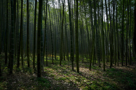 Bingshu Images – Browse 58 Stock Photos, Vectors, and Video | Adobe Stock