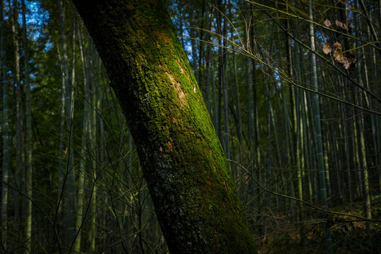 Bingshu Images – Browse 58 Stock Photos, Vectors, and Video | Adobe Stock