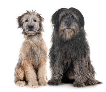 Two Old Dogs Images – Browse 13,063 Stock Photos, Vectors, and Video ...