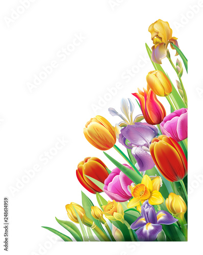 Spring Flowers On White Background Pictures | Best Flower Site