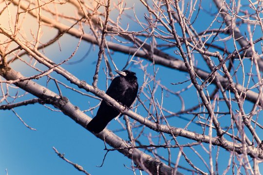 Gawron Images – Browse 257 Stock Photos, Vectors, and Video | Adobe Stock