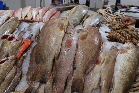 Sheri Images – Browse 55 Stock Photos, Vectors, and Video | Adobe Stock