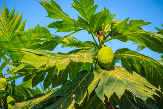 Breadfruit Tree Images – Browse 4,903 Stock Photos, Vectors, and Video ...