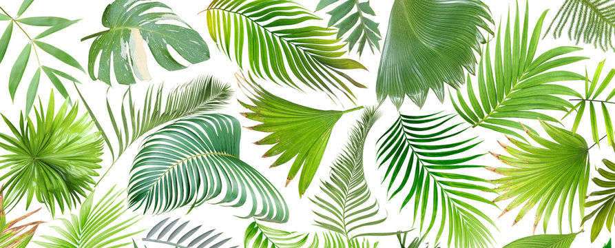 Sirih Images – Browse 69 Stock Photos, Vectors, and Video | Adobe Stock
